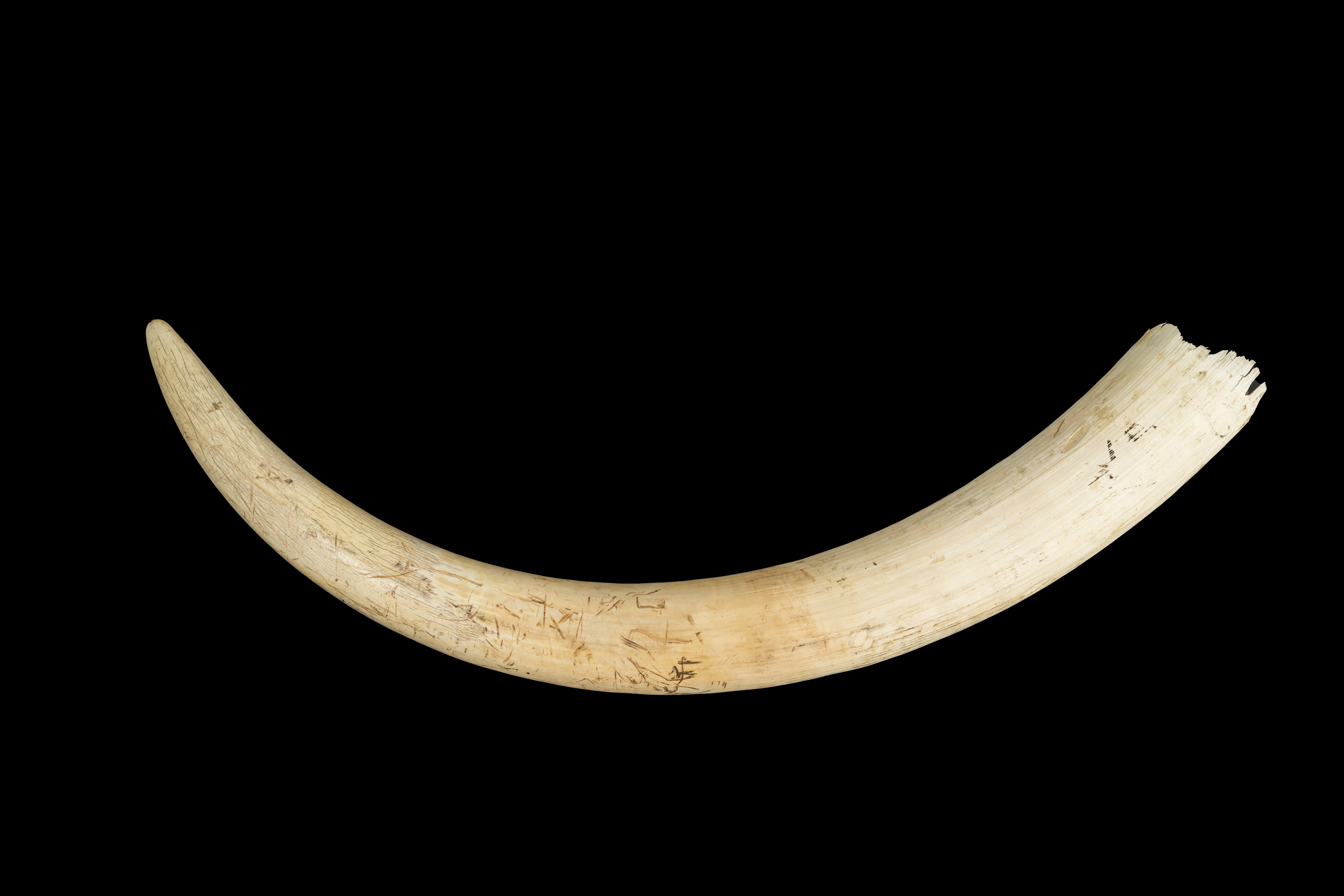 An unworked ivory tusk, Tanzania, 20th C. - Coronari Auctions