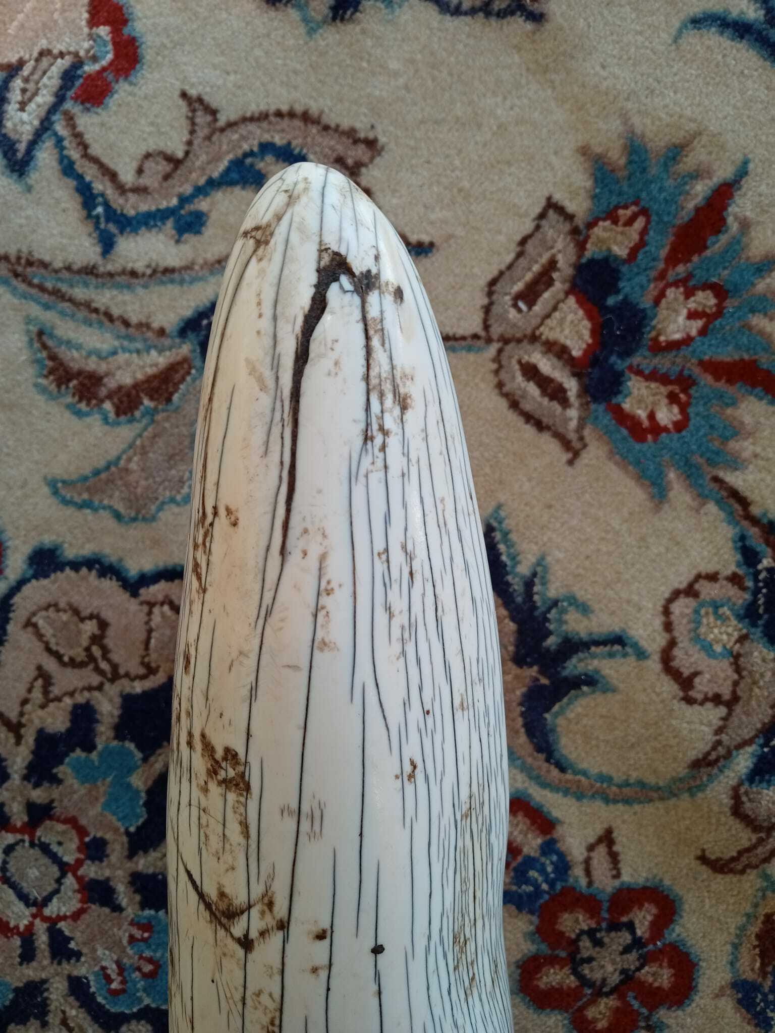 An unworked ivory tusk, Congo, 20th C. - Coronari Auctions