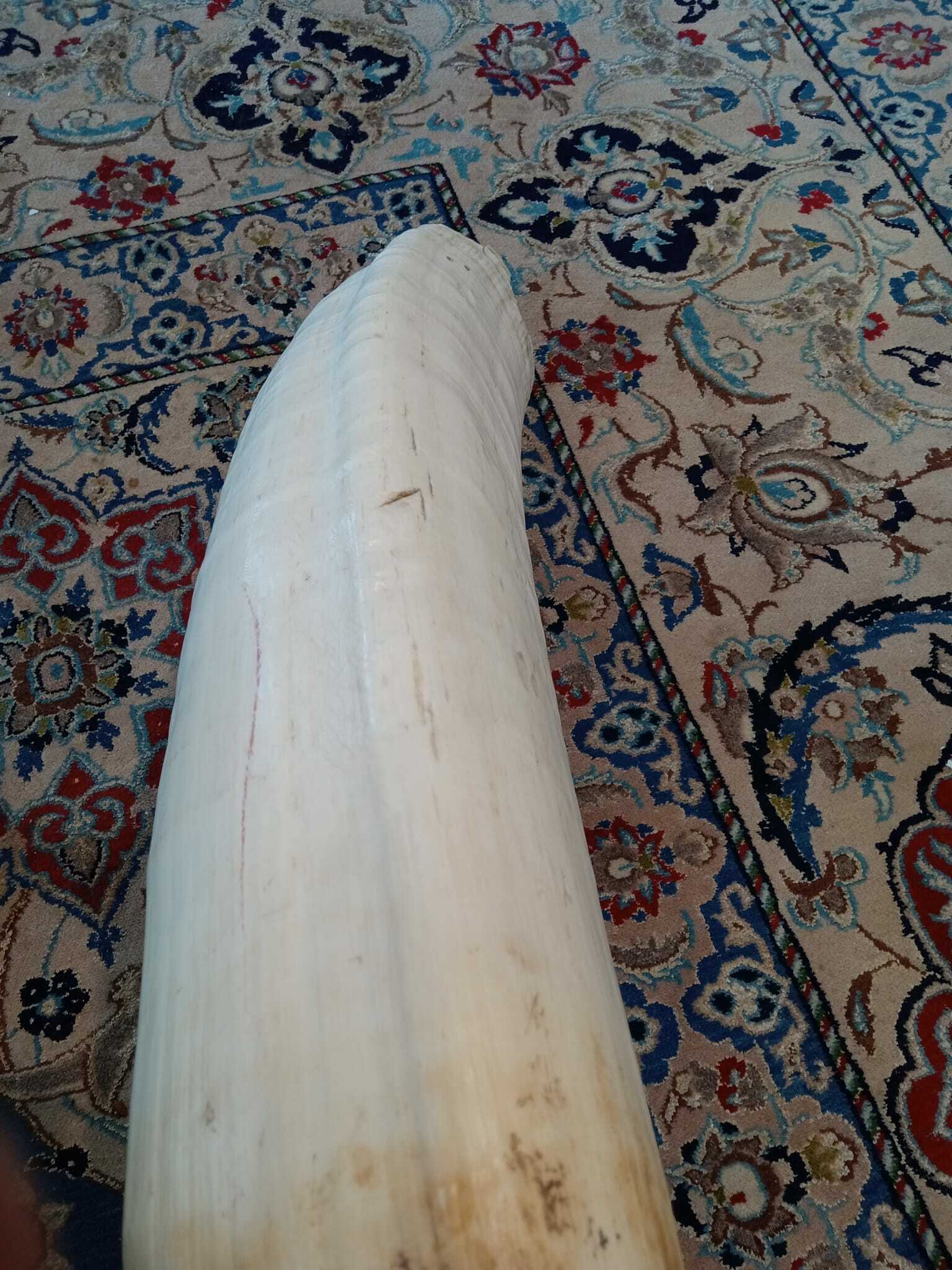 An unworked ivory tusk, Congo, 20th C. - Coronari Auctions