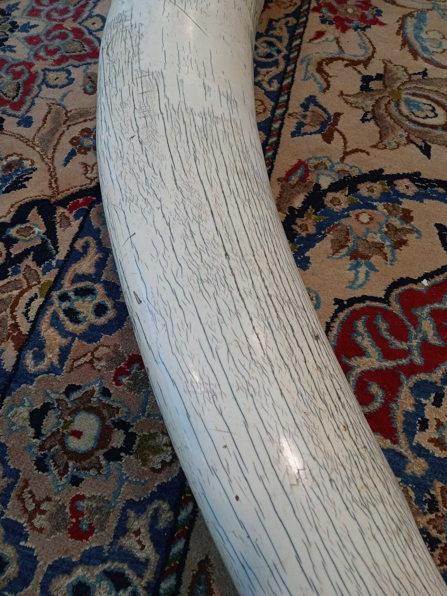 An unworked ivory tusk, Congo, 20th C. - Coronari Auctions