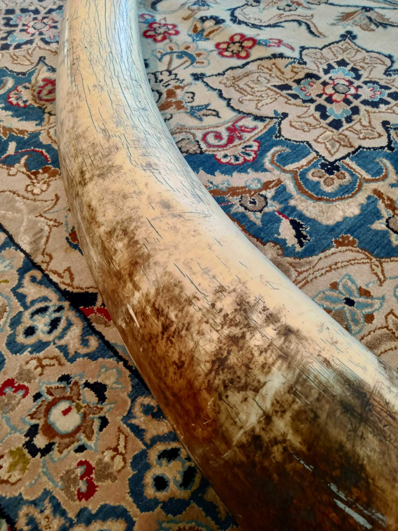 An unworked ivory tusk, Congo, 20th C. - Coronari Auctions