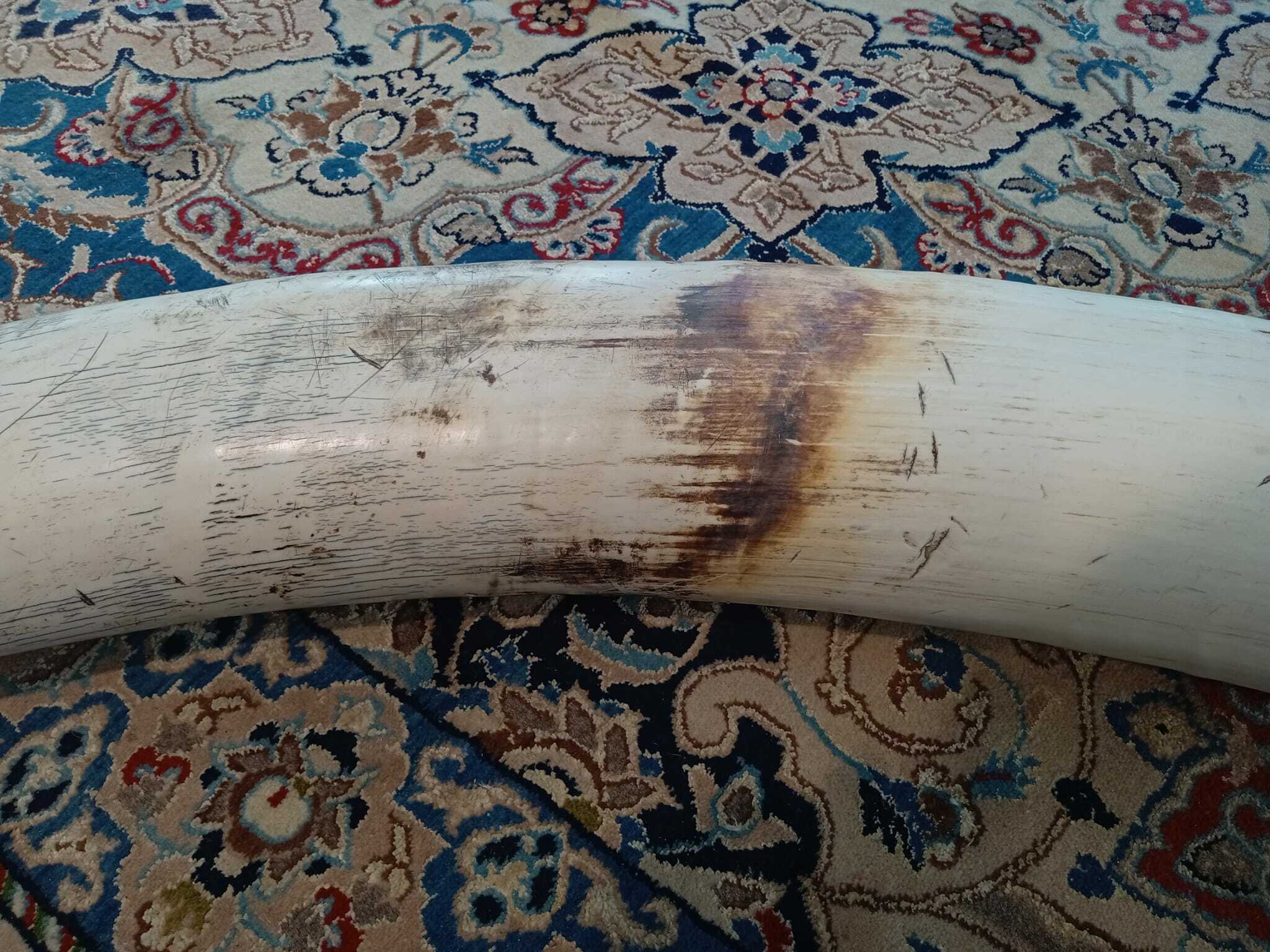 An unworked ivory tusk, Congo, 20th C. - Coronari Auctions