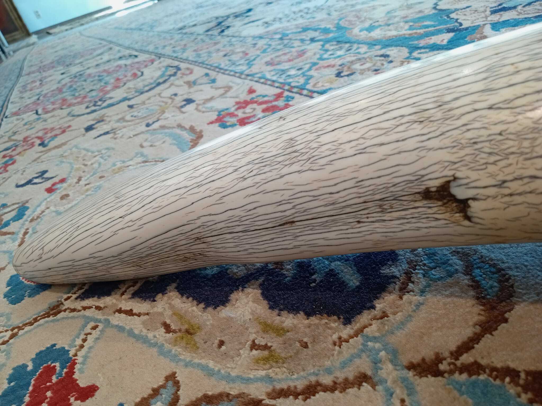 An unworked ivory tusk, Congo, 20th C. - Coronari Auctions