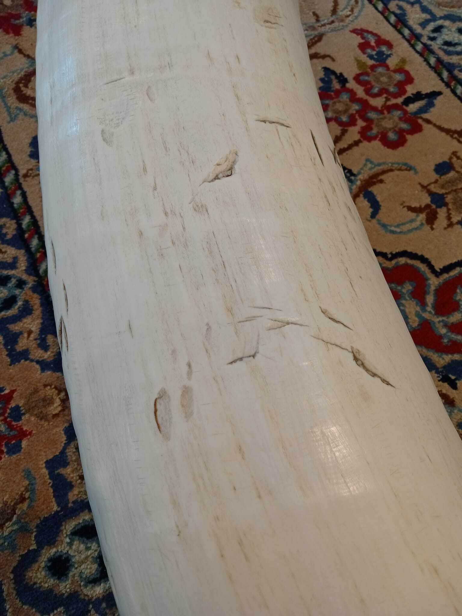 An unworked ivory tusk, Congo, 20th C. - Coronari Auctions