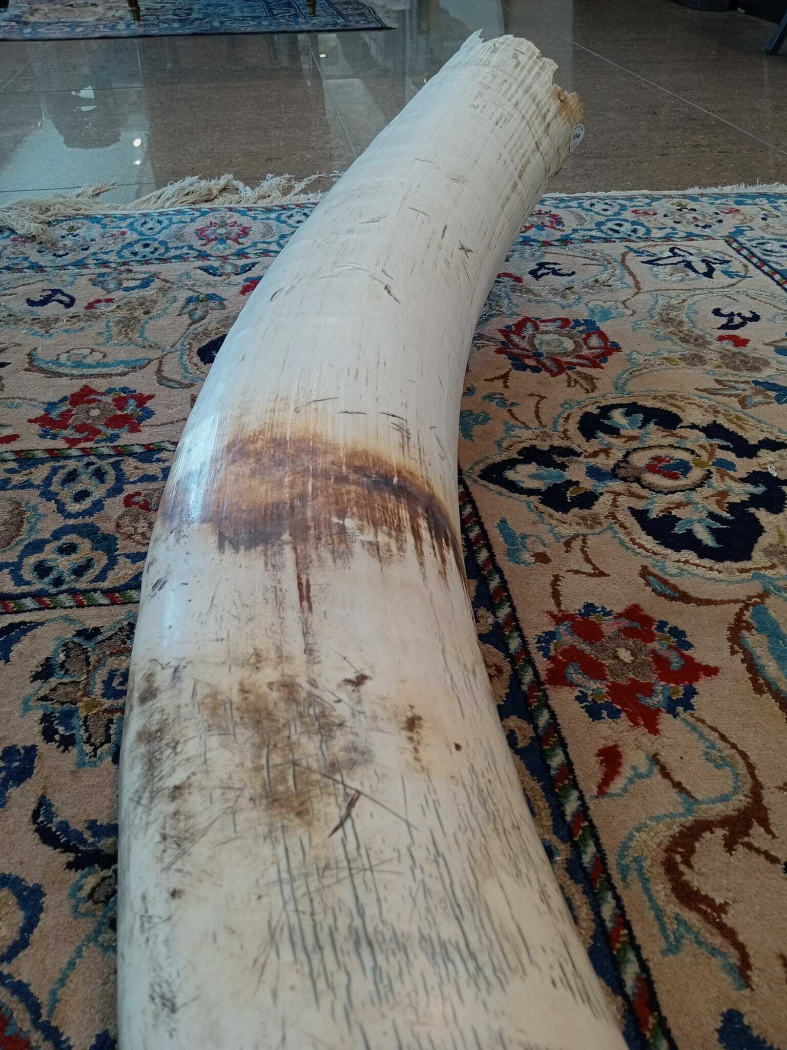 An unworked ivory tusk, Congo, 20th C. - Coronari Auctions