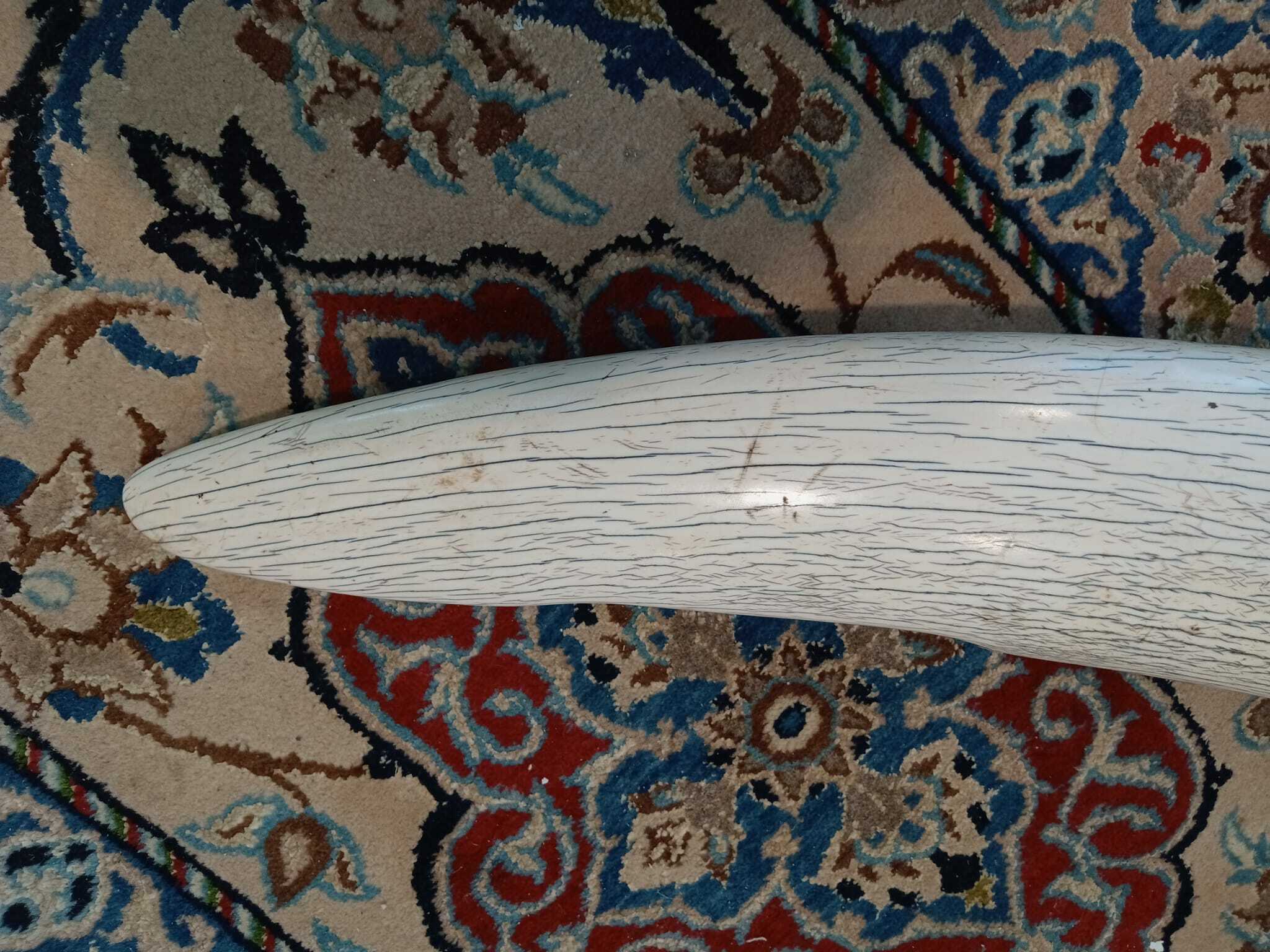 An unworked ivory tusk, Congo, 20th C. - Coronari Auctions