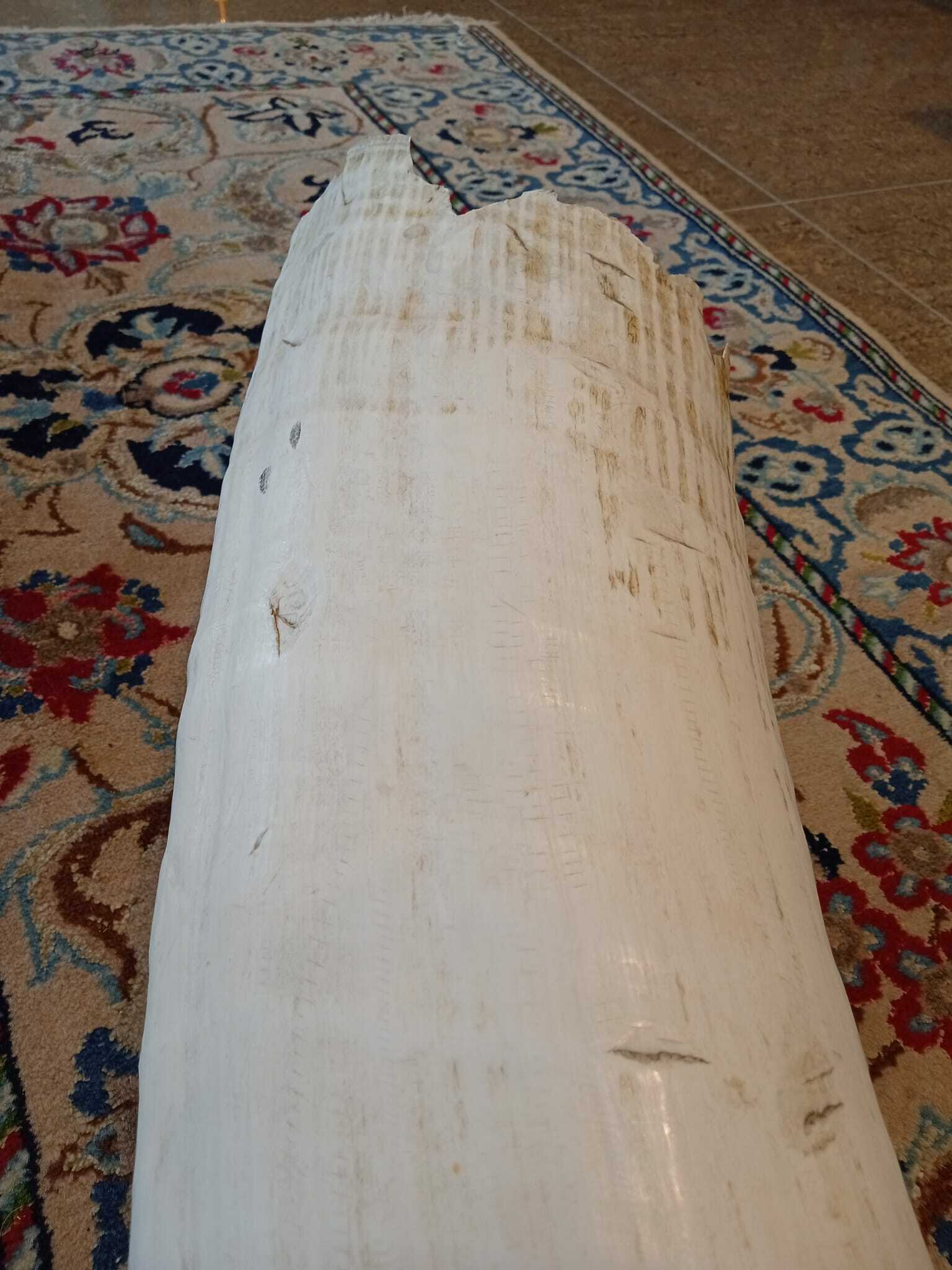 An unworked ivory tusk, Congo, 20th C. - Coronari Auctions