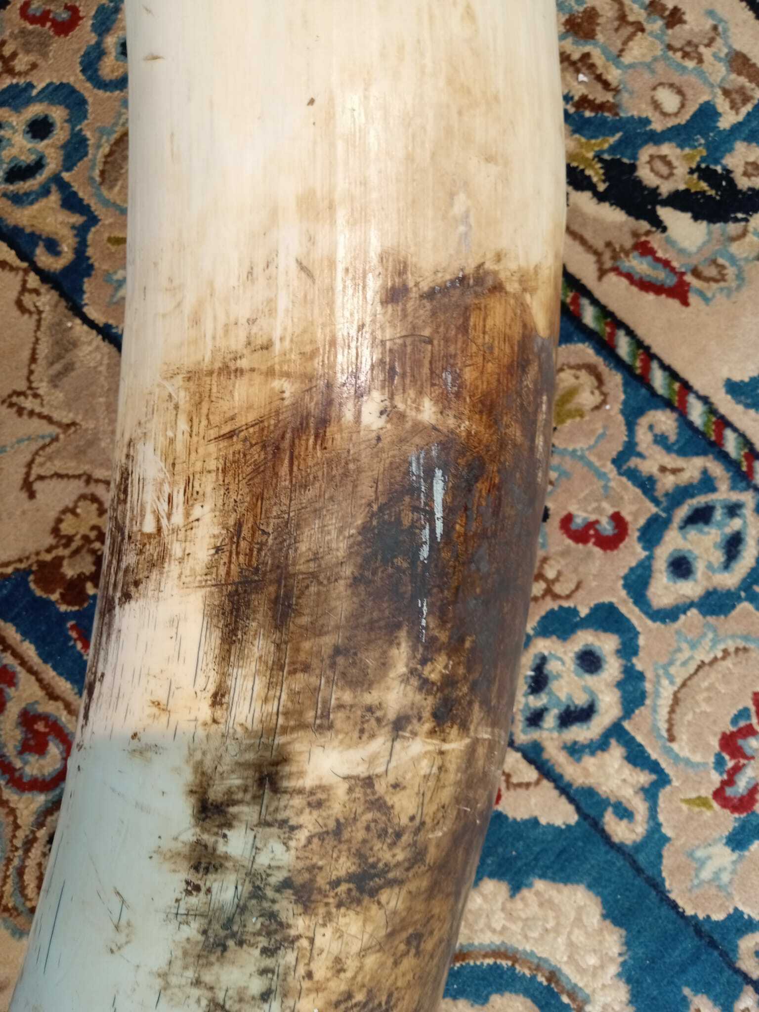 An unworked ivory tusk, Congo, 20th C. - Coronari Auctions