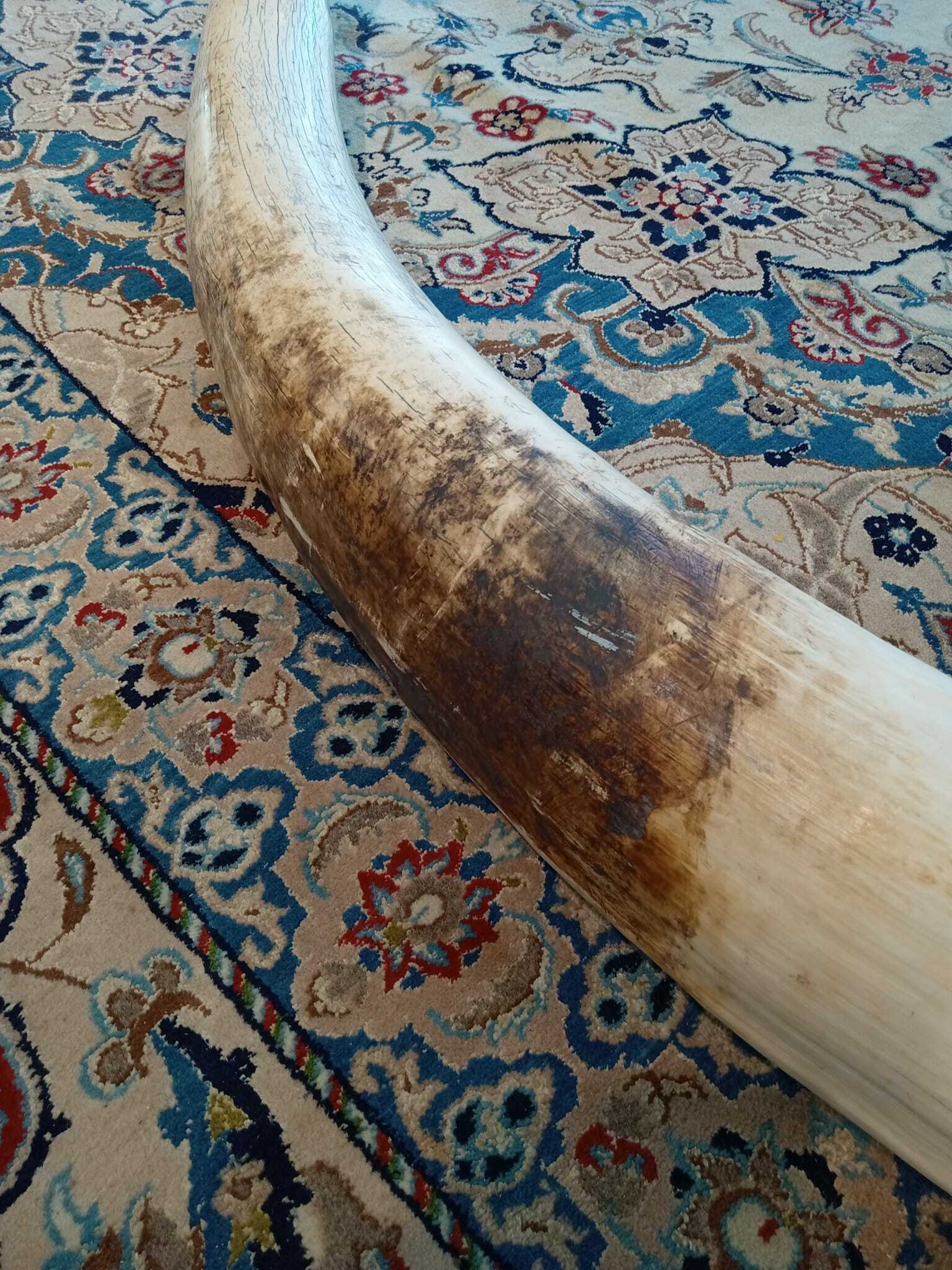 An unworked ivory tusk, Congo, 20th C. - Coronari Auctions