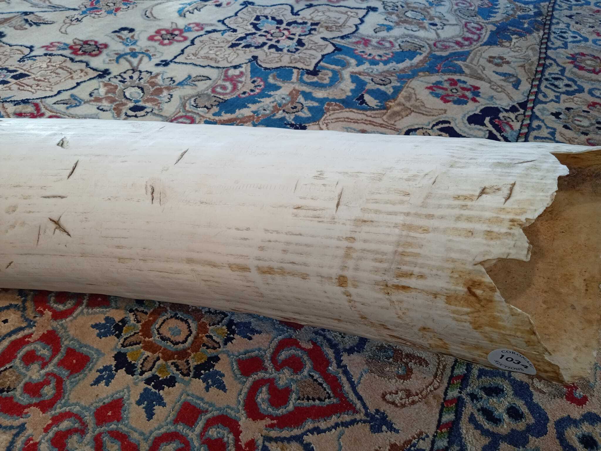 An unworked ivory tusk, Congo, 20th C. - Coronari Auctions