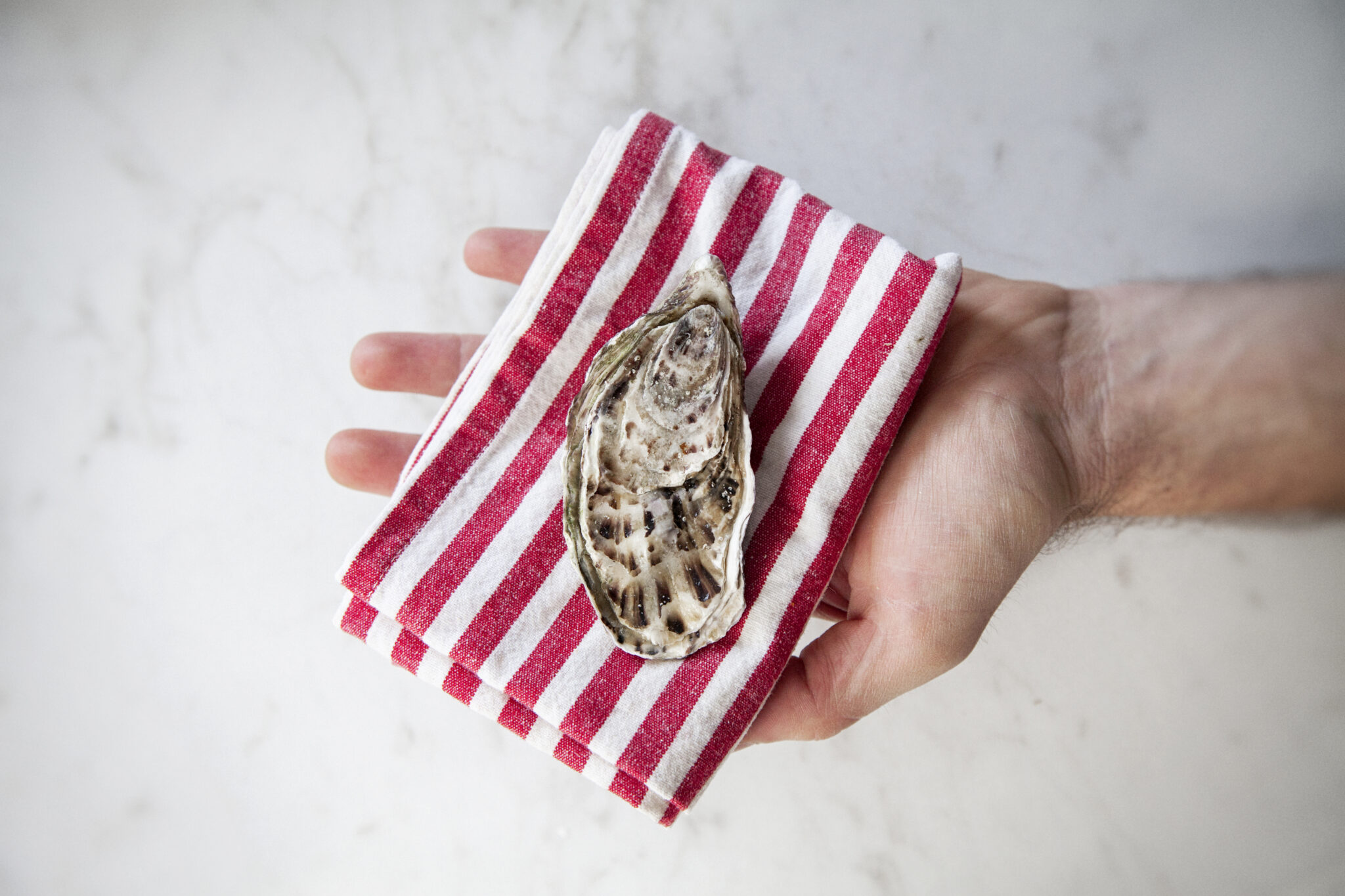 Ostron för nybörjare – Tasteline