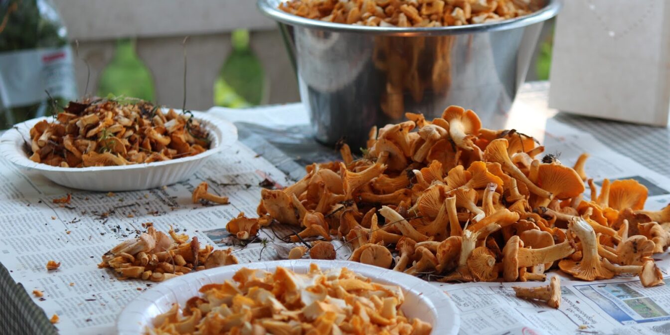 Vetelängd – Tasteline