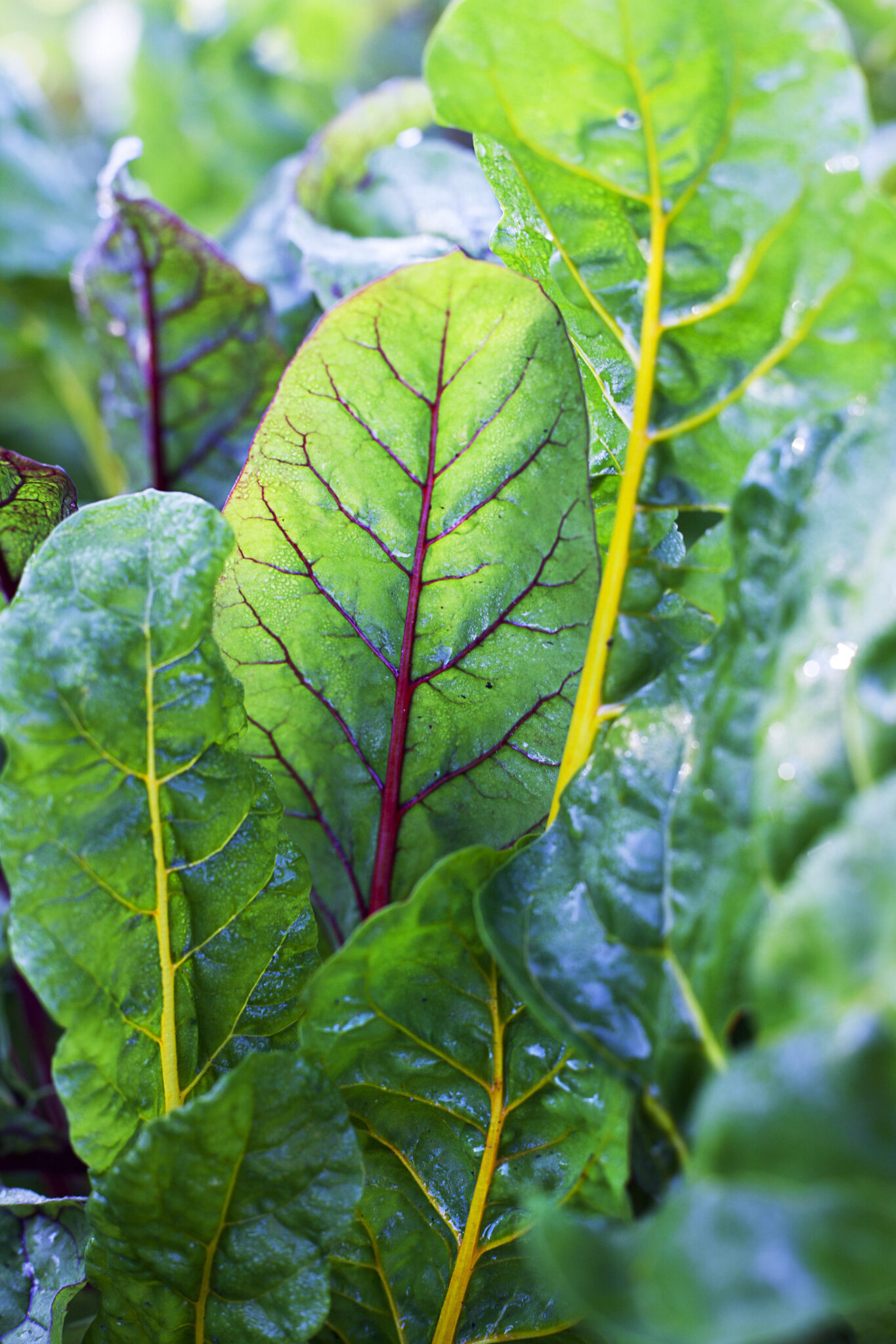 Recept med Mangold – Tasteline